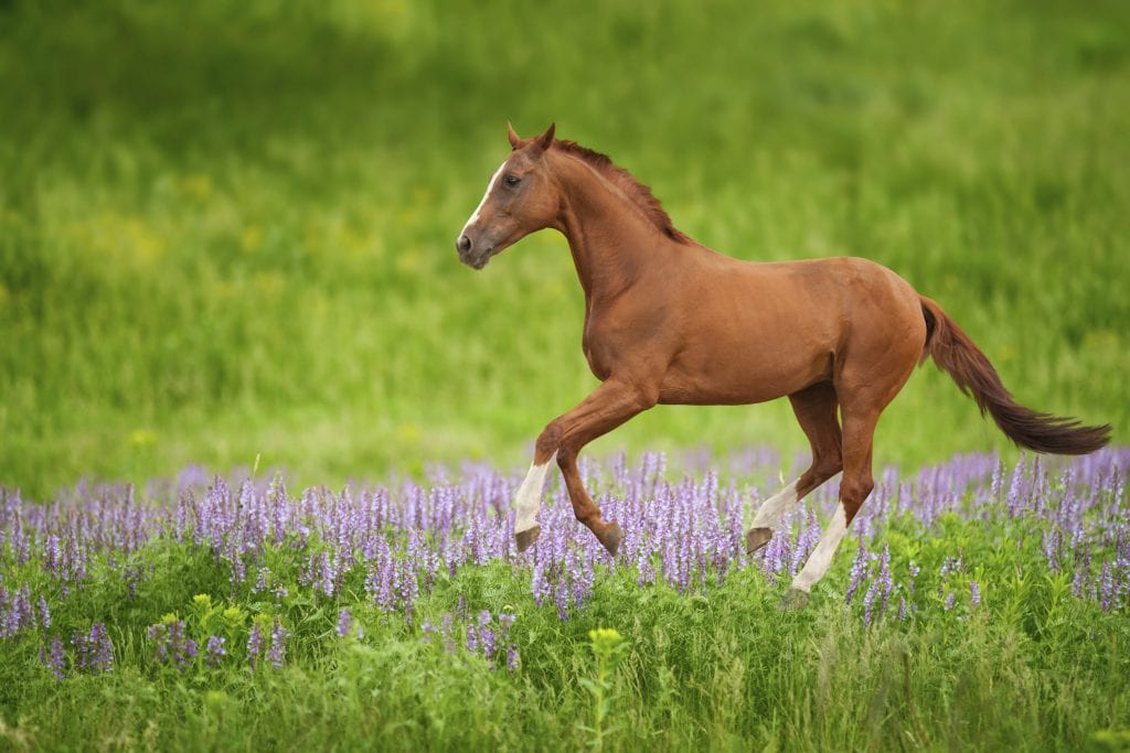 The link between spring grass and laminitis | Horse Health Programme