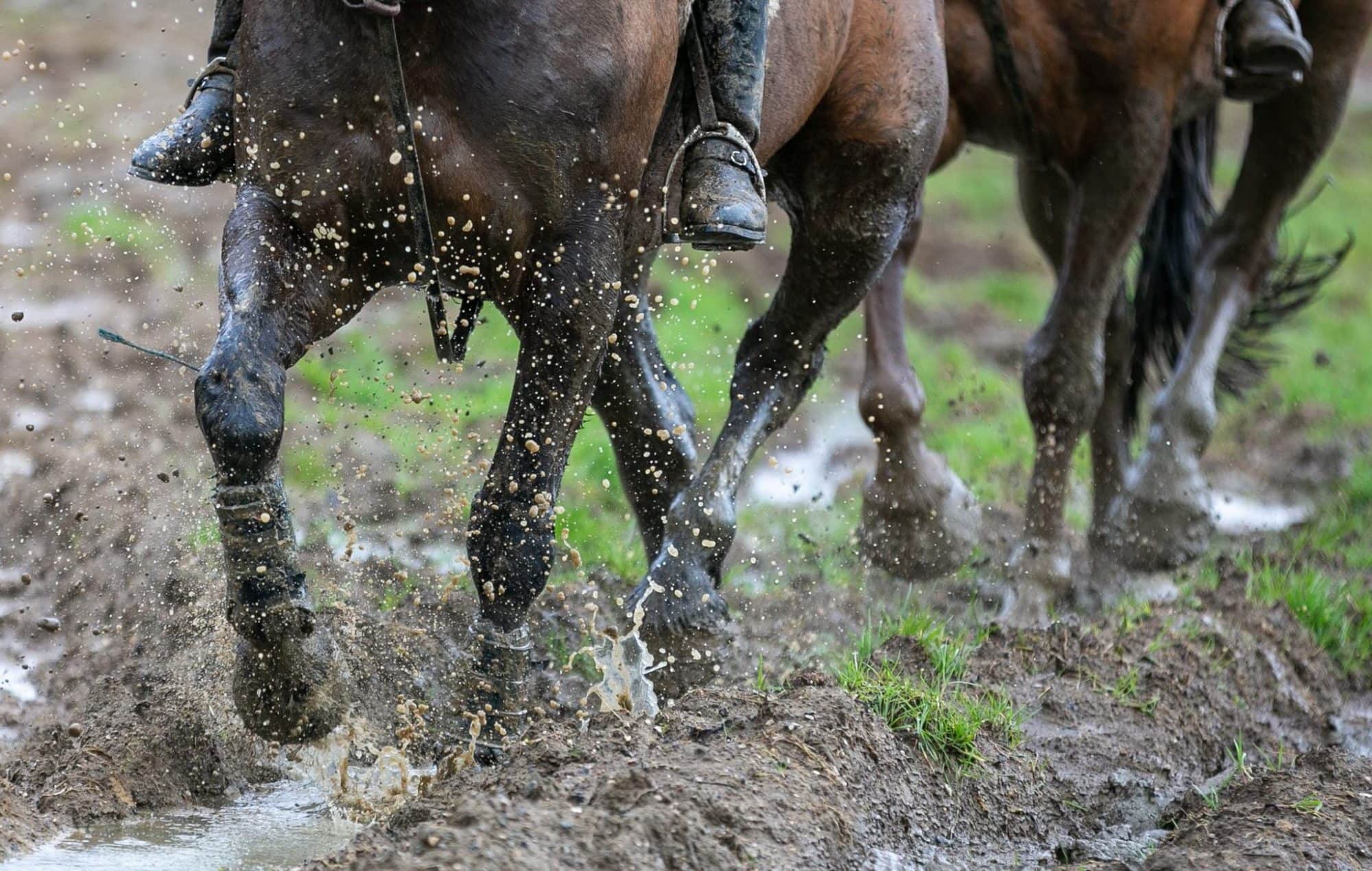 cellulitis Archives - Horse Health Programme