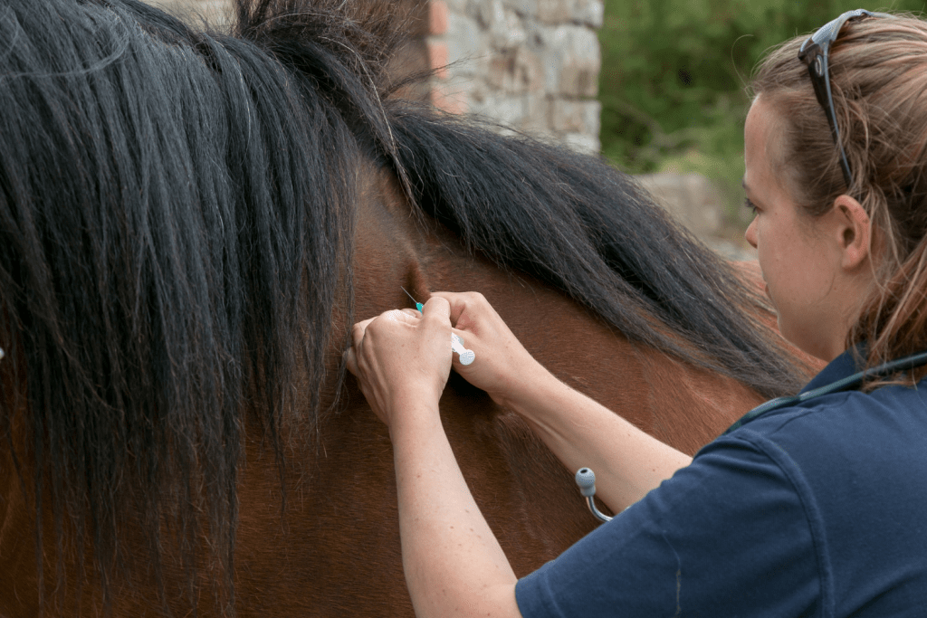 Vaccinations | Horse Health Programme