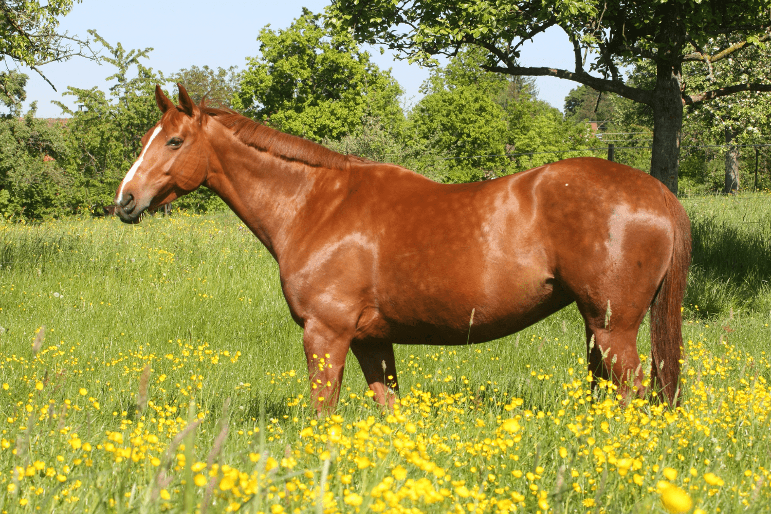 Moody mare - is it her hormones? - Horse Health Programme