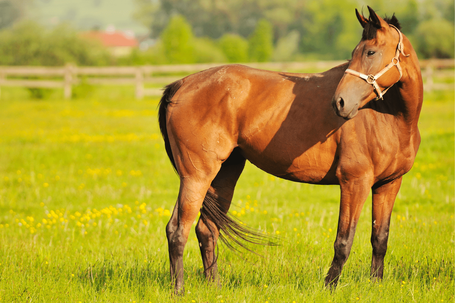 Sheath Examination Horse Health Programme