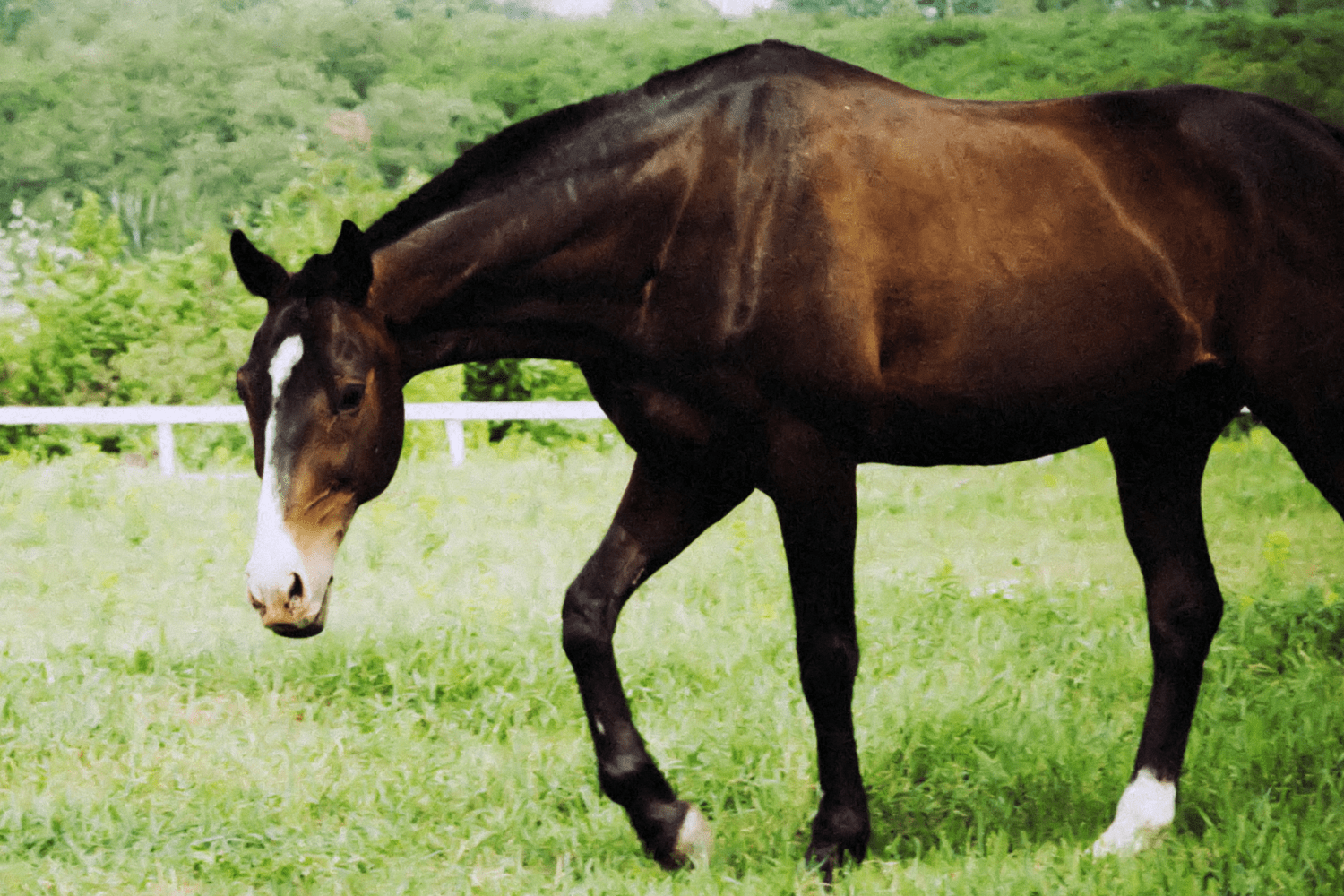 Tetanus - Horse Health Programme
