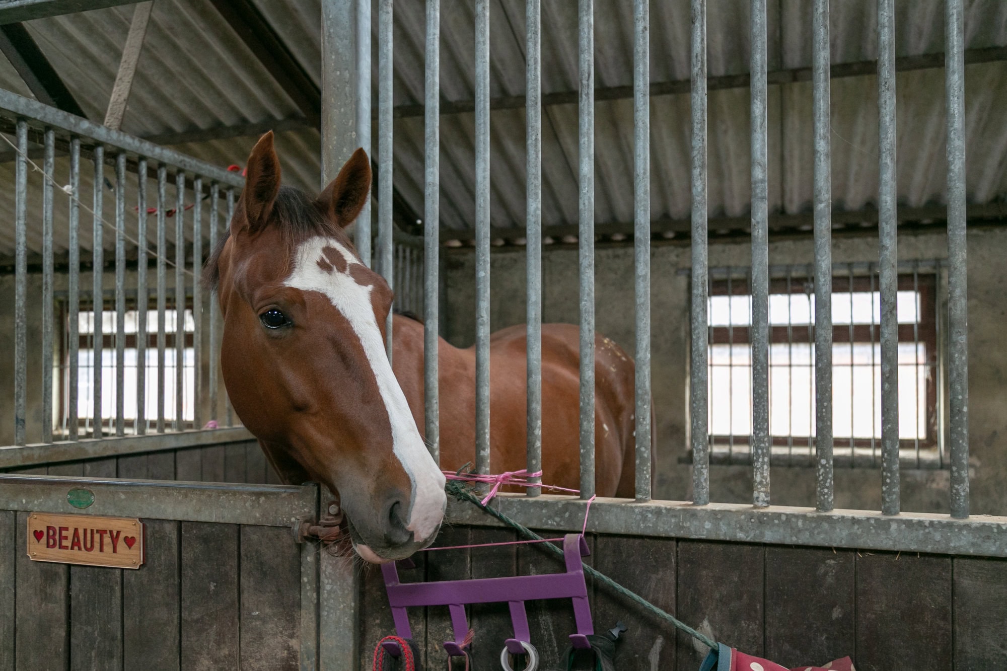 Advice if your horse is on box rest - Horse Health Programme